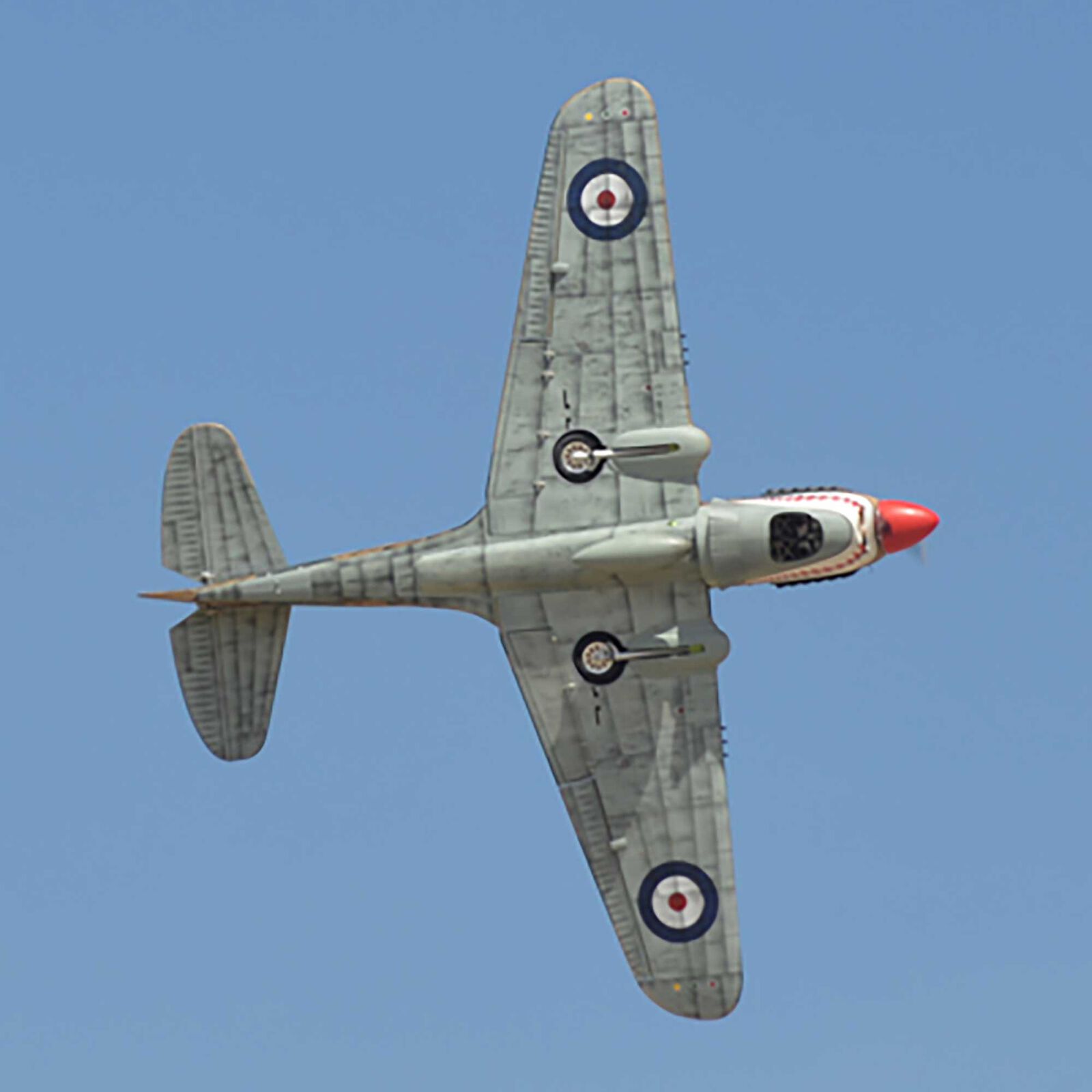 Phoenix Model P-40 Warhawk 35-55cc ARF | Tower Hobbies